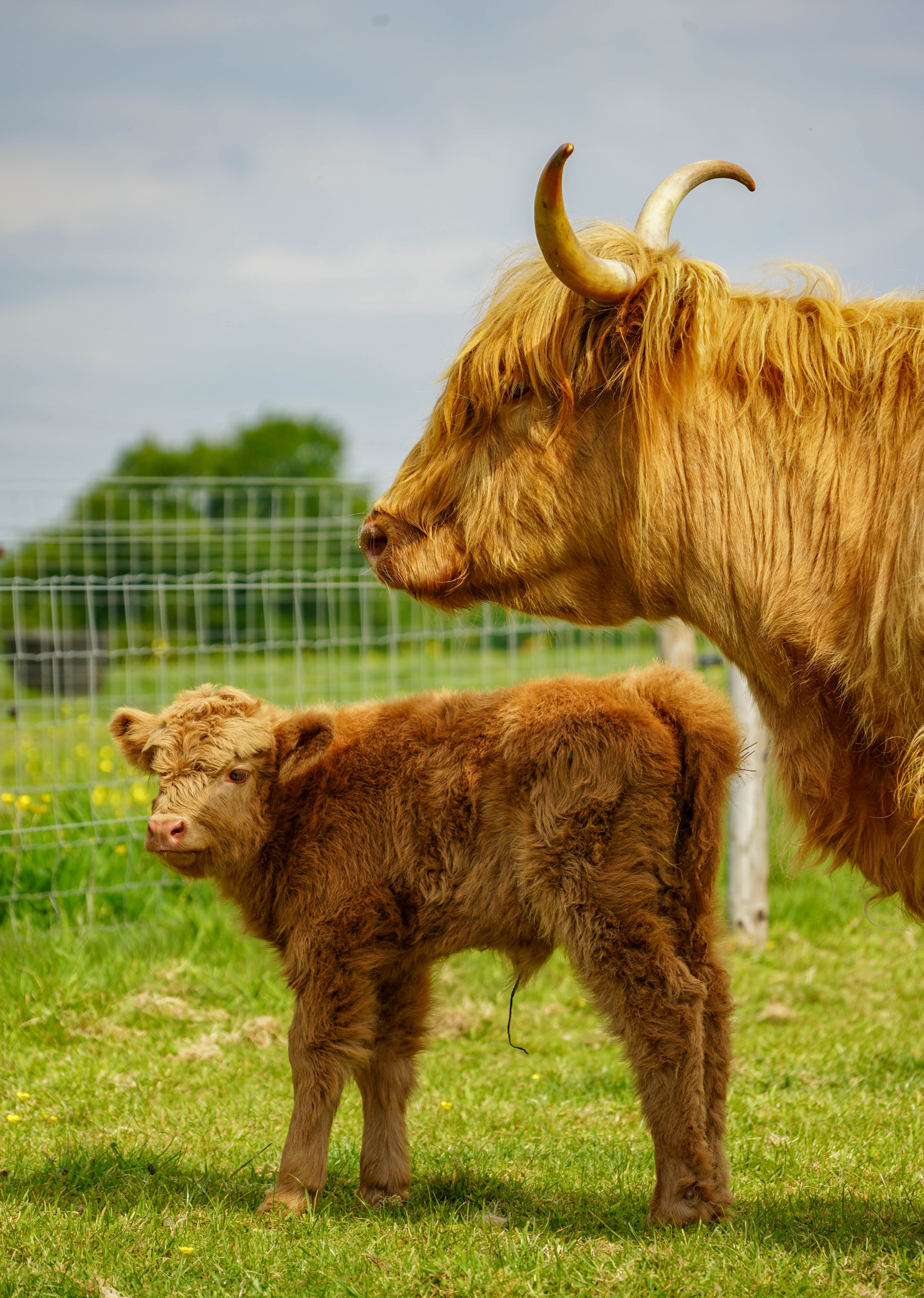 Name That Calf! Noah’s Ark Celebrates Birth of Highland Cow ...